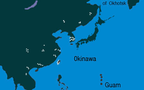 강준치(Predatory carp). Chanodichthys erythropterus