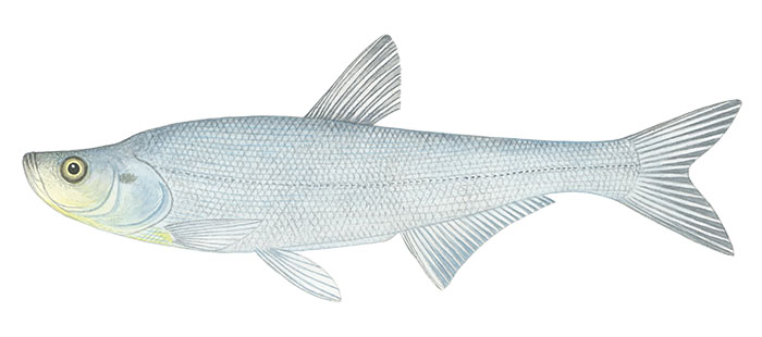 강준치(Predatory carp). Chanodichthys erythropterus