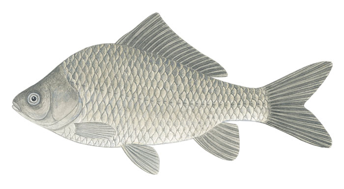 떡붕어(Japanese white crucian carp). Carassius cuvieri