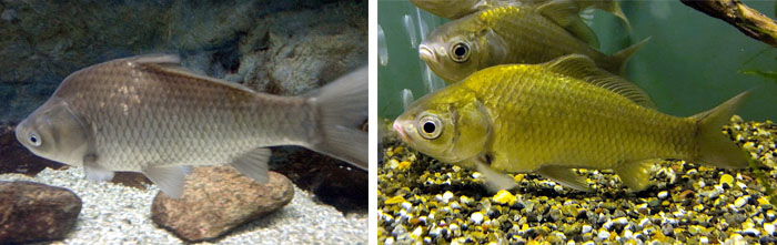 떡붕어(Japanese white crucian carp). Carassius cuvieri