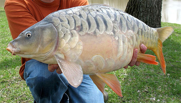 이스라엘 잉어(Israeli Carp). Cyprinus carpio