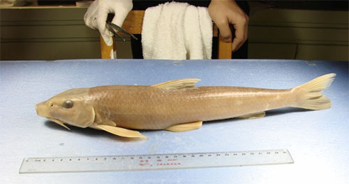 케톱치(large barbel). Coreius heterodon(Bleeker, 1864).