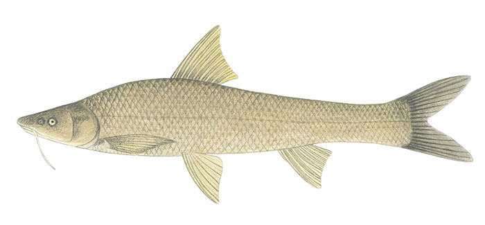 케톱치(large barbel). Coreius heterodon(Bleeker, 1864).