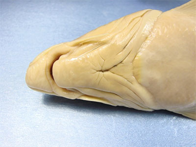 케톱치(large barbel). Coreius heterodon(Bleeker, 1864).