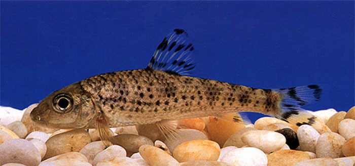 어름치(Korean spotted barbell). Hemibarbus mylodon