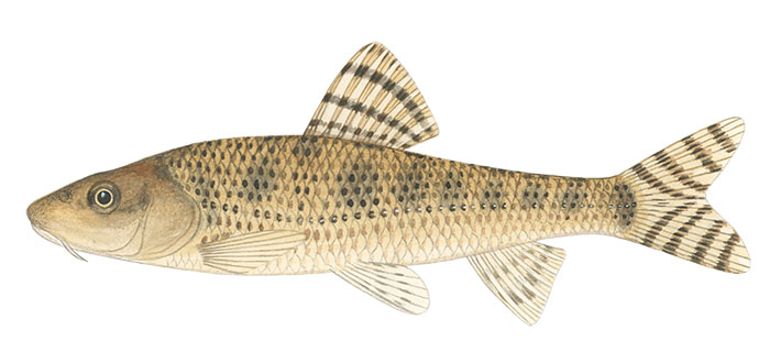 어름치(Korean spotted barbell). Hemibarbus mylodon