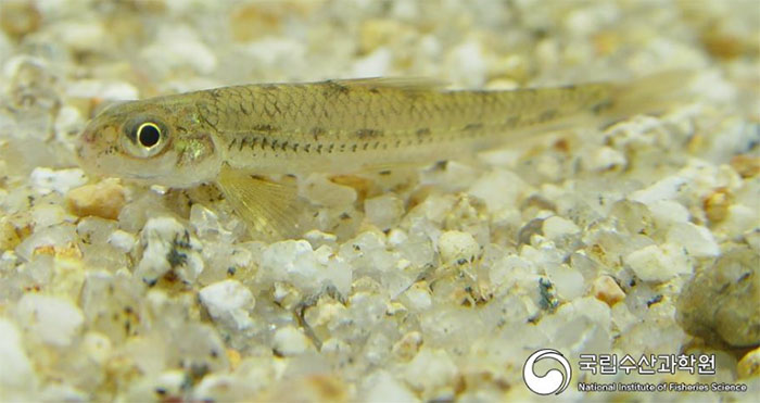 됭경모치(doeng-gyeong-mochi). Microphysogobio jeoni