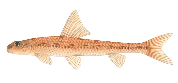 됭경모치(doeng-gyeong-mochi). Microphysogobio jeoni