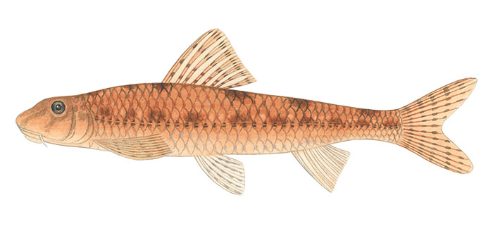 모래주사(mo-rae-ju-sa). Microphysogobio koreensis