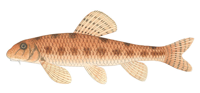 배가사리(bae-ga-sari). Microphysogobio longidorsalis