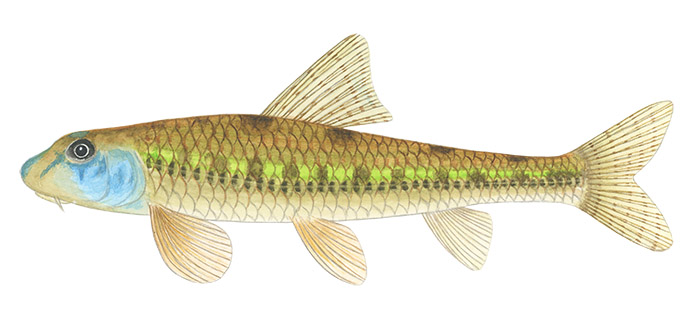 여울마자(yeo-eul-ma-ja). Microphysogobio rapidus