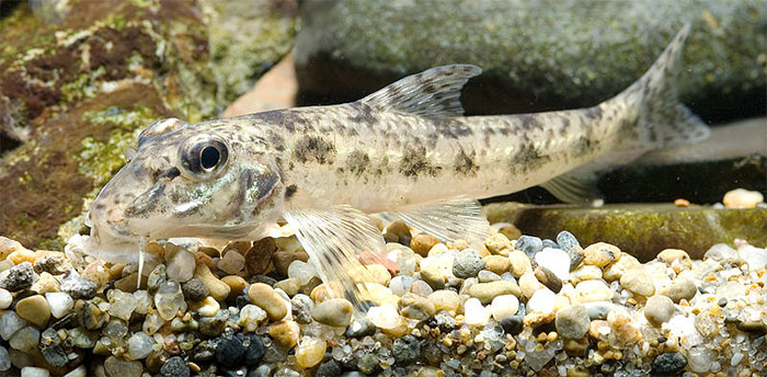 모래무지(goby minnow). Pseudogobio esocinus