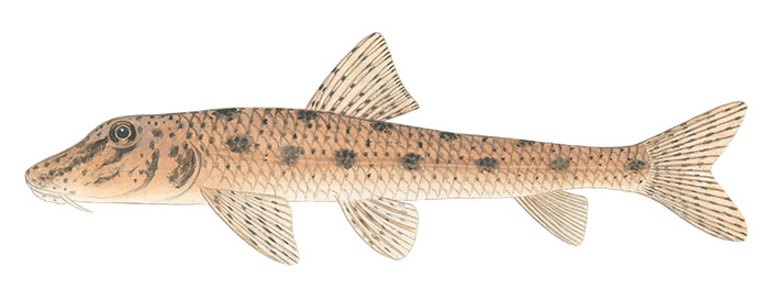 모래무지(goby minnow). Pseudogobio esocinus