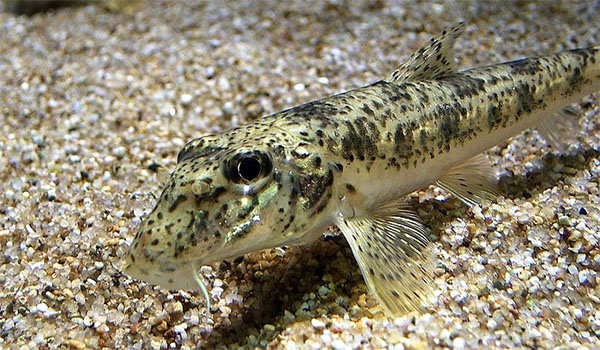 모래무지(goby minnow). Pseudogobio esocinus