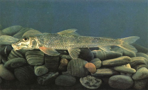 두우쟁이(Chinese lizard gudgeon). Saurogobio dabryi