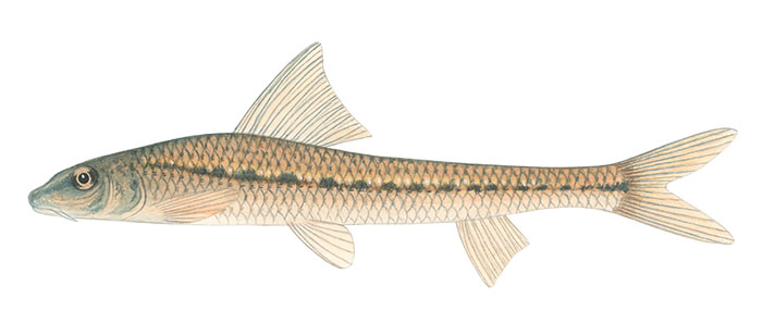 두우쟁이(Chinese lizard gudgeon). Saurogobio dabryi