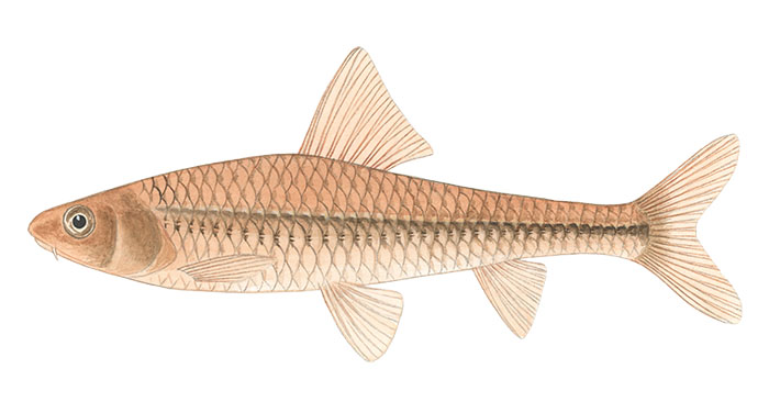 몰개(short barbel gudgeon). Squalidus japonicus coreanus