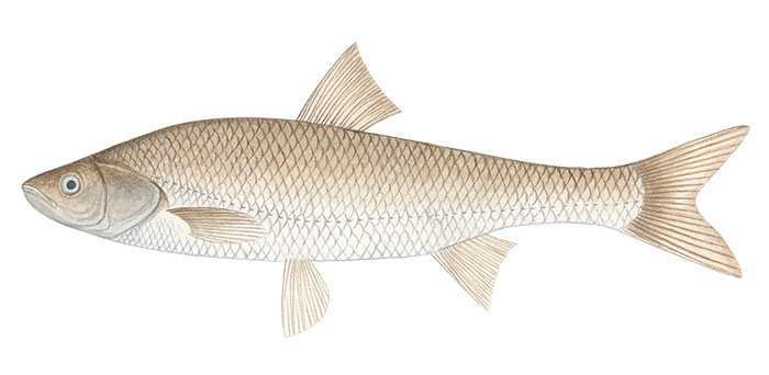 야레(Amur ide). Leuciscus waleckii