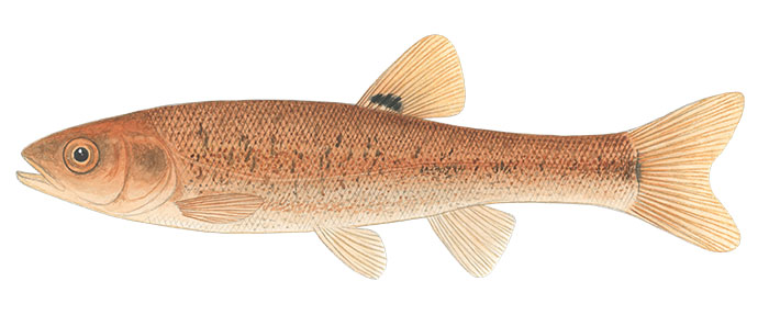 버들가지(black star fat minnow). Phoxinus semotilus
