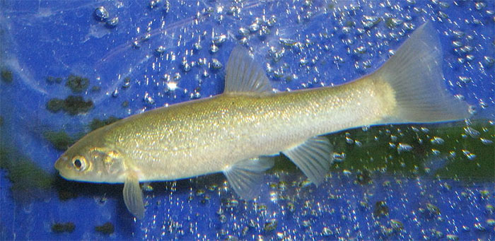 버들치(Chinese minnow). Rhynchocypris oxycephalus