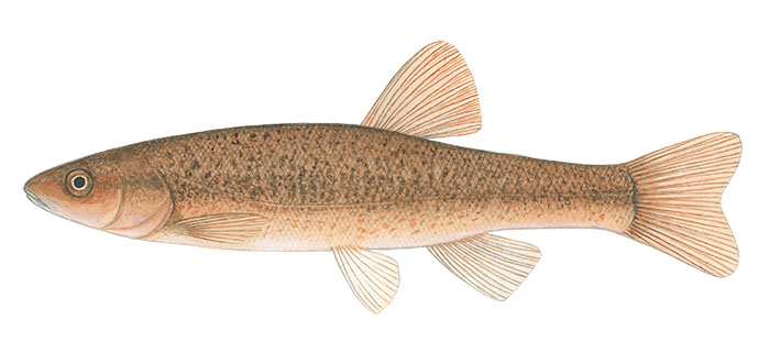 버들치(Chinese minnow). Rhynchocypris oxycephalus