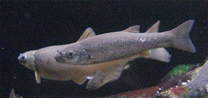 버들치(Chinese minnow). Rhynchocypris oxycephalus
