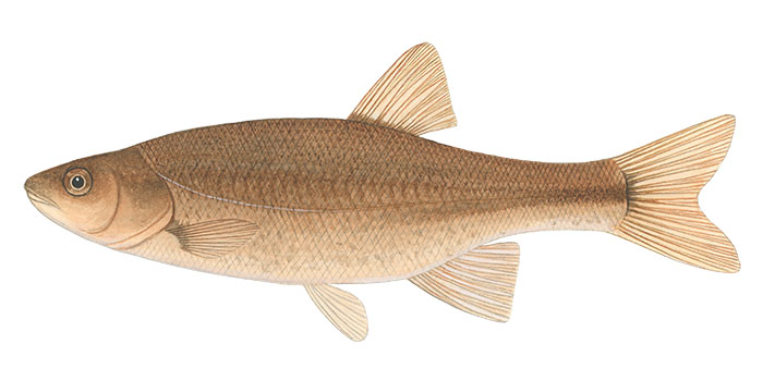 동버들개(Lake minnow). Rhynchocypris percnurus