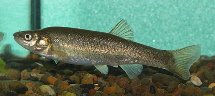 동버들개(Lake minnow). Rhynchocypris percnurus