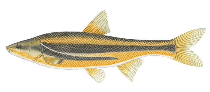 황어(Big-scaled redfin). Tribolodon hakonensis