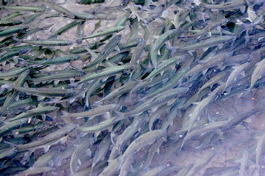 황어(Big-scaled redfin). Tribolodon hakonensis