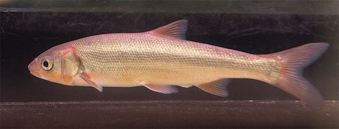 황어(Big-scaled redfin). Tribolodon hakonensis