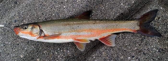 황어(Big-scaled redfin). Tribolodon hakonensis