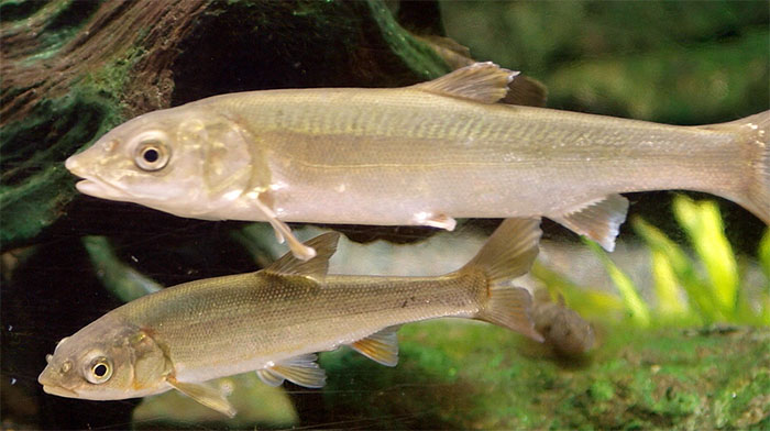 황어(Big-scaled redfin). Tribolodon hakonensis