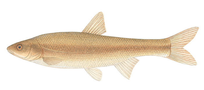 황어(Big-scaled redfin). Tribolodon hakonensis