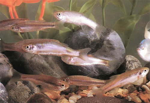 왜몰개(Chinese bleak). Aphyocypris chinensis