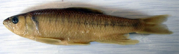 끄리(Three-lips/Korean piscivorous chub). Opsariichthys uncirostris