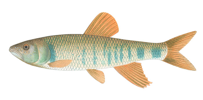 끄리(Three-lips/Korean piscivorous chub). Opsariichthys uncirostris