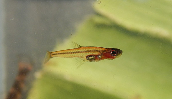 초미니잉어(Smallest carp). Paedocypris progenetica
