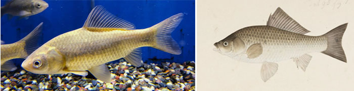 일본붕어(Ginbuna). Carassius langsdorfii(Temminck & Schlegel, 1846).