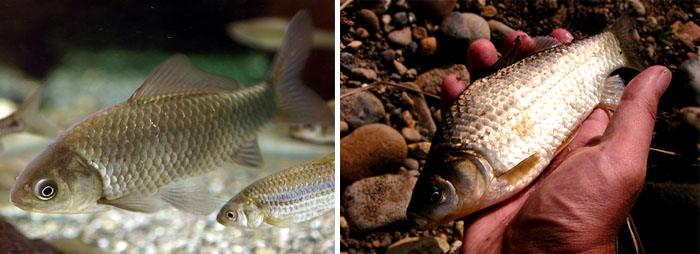 일본붕어(Ginbuna). Carassius langsdorfii(Temminck & Schlegel, 1846).