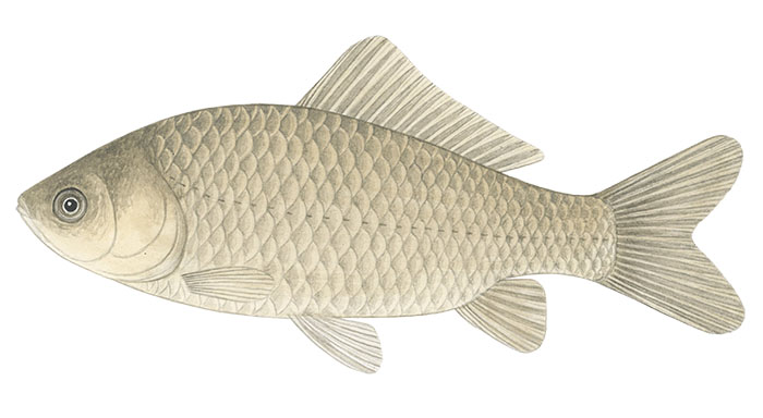 일본붕어(Ginbuna). Carassius langsdorfii(Temminck & Schlegel, 1846).