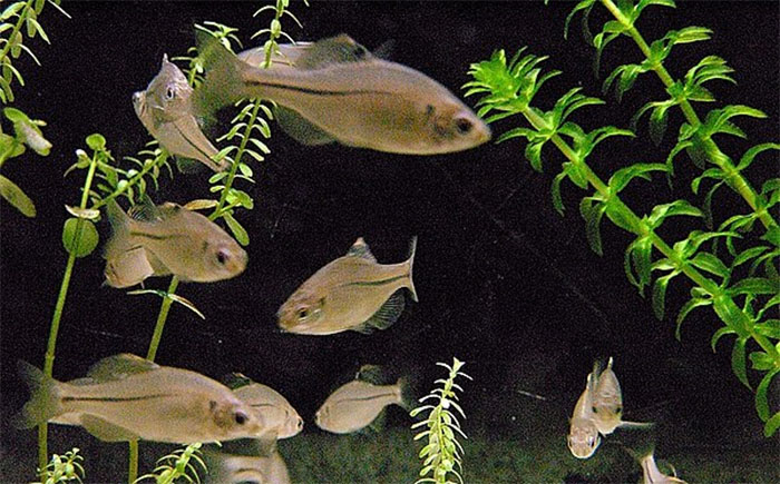 잉어과→납자루아과. Family Cyprinidae→Subfamily Acheilognathinae. Family 102