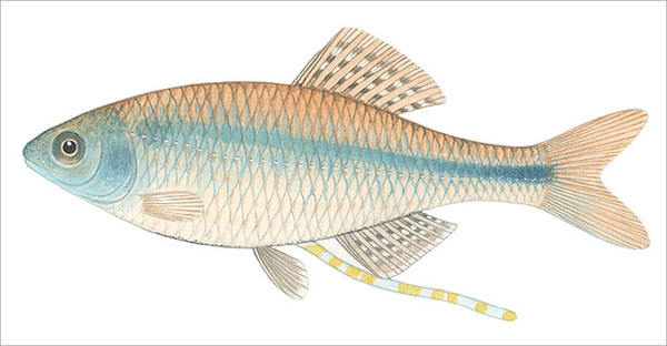 잉어과→납자루아과. Family Cyprinidae→Subfamily Acheilognathinae. Family 102