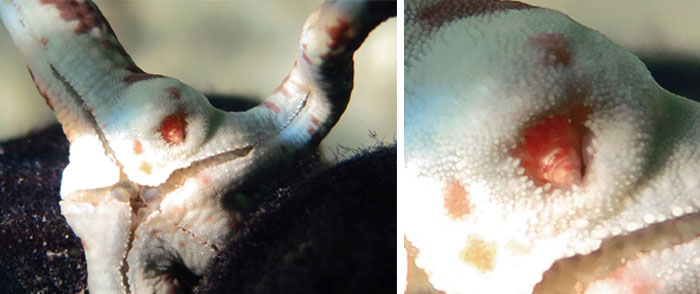 제3부 제2절 불가사리의 생태