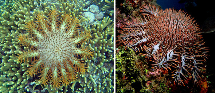 제3부 제3절 악당 불가사리와 킬러 고둥, 가장 큰 불가사리