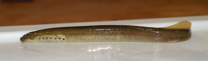 칠성장어과 Family Petromyzontidae(Lampreys)