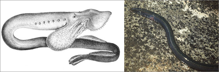 칠성장어목 Order Petromyzontiformes(Lampreys)