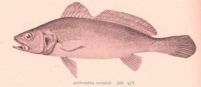 큰민어(Japanese meagre). Argyrosomus japonicus