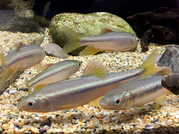 끄리아과 Subfamily Opsariichthyinae