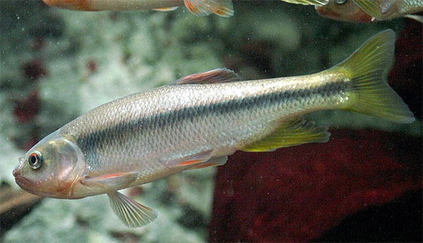 끄리아과 Subfamily Opsariichthyinae